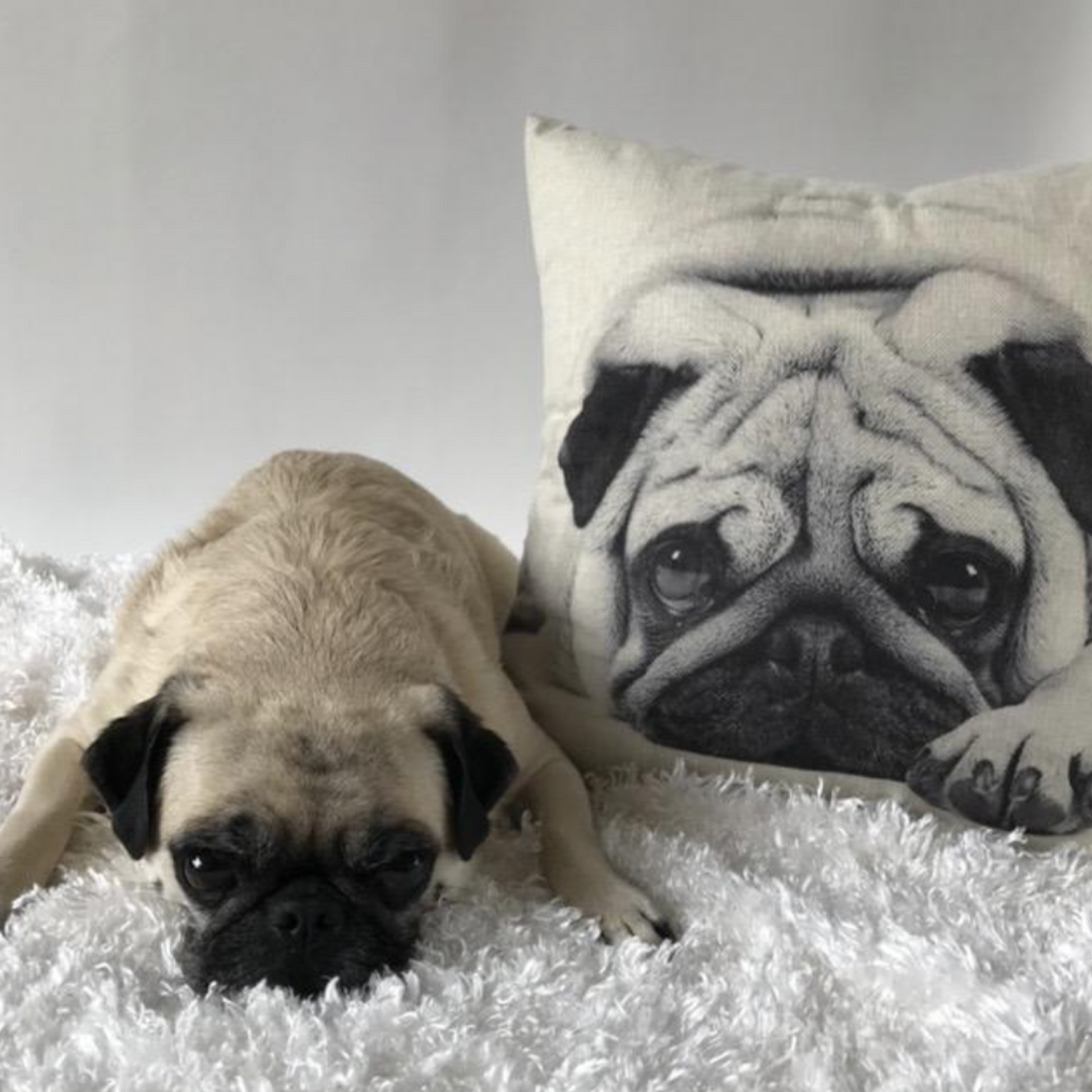 Pillow Insert Size Chart and Guide – Eryn Home